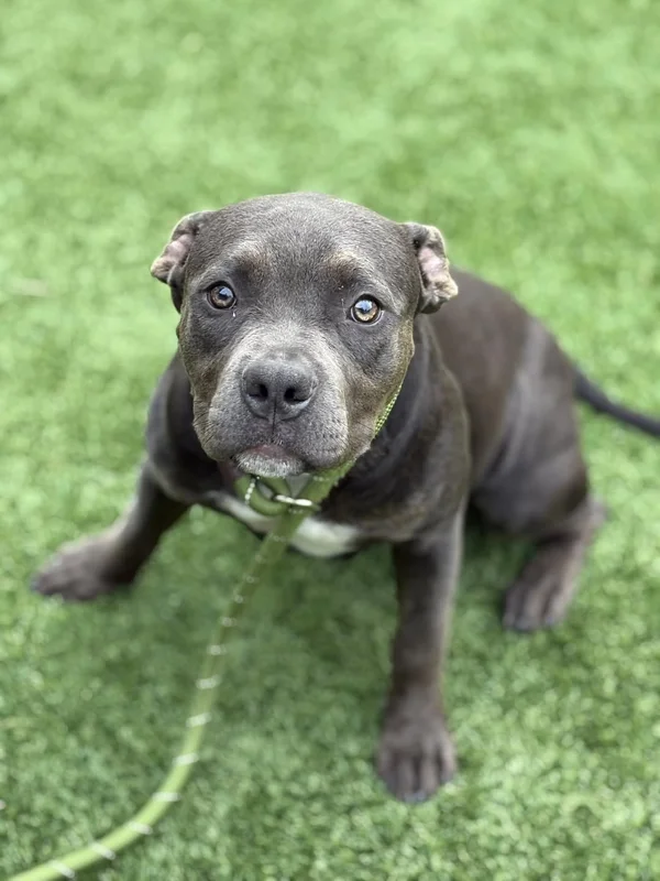 Meet the New Arrivals at the Forney Animal Shelter: Your Future Furry ...