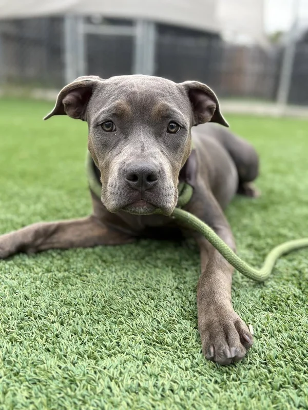 Meet the New Arrivals at the Forney Animal Shelter: Your Future Furry ...